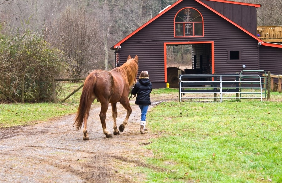How Much Does It Cost To Own A Horse Wonderopolis How Much Does It Cost To Own A Horse Wonderopolis