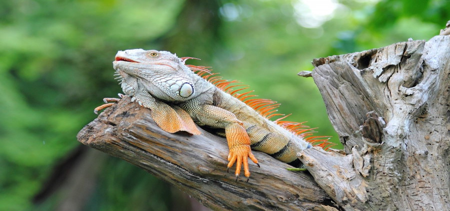 Where the Wonders of Learning Never Cease | photosynthesis | Wonderopolis